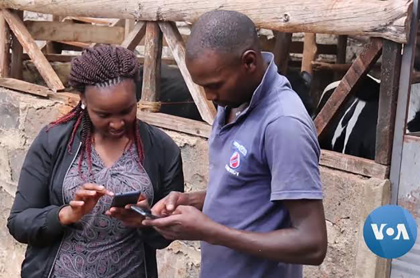 Digicow Africa LTD – Mobile phone technologies for the agricultural sector